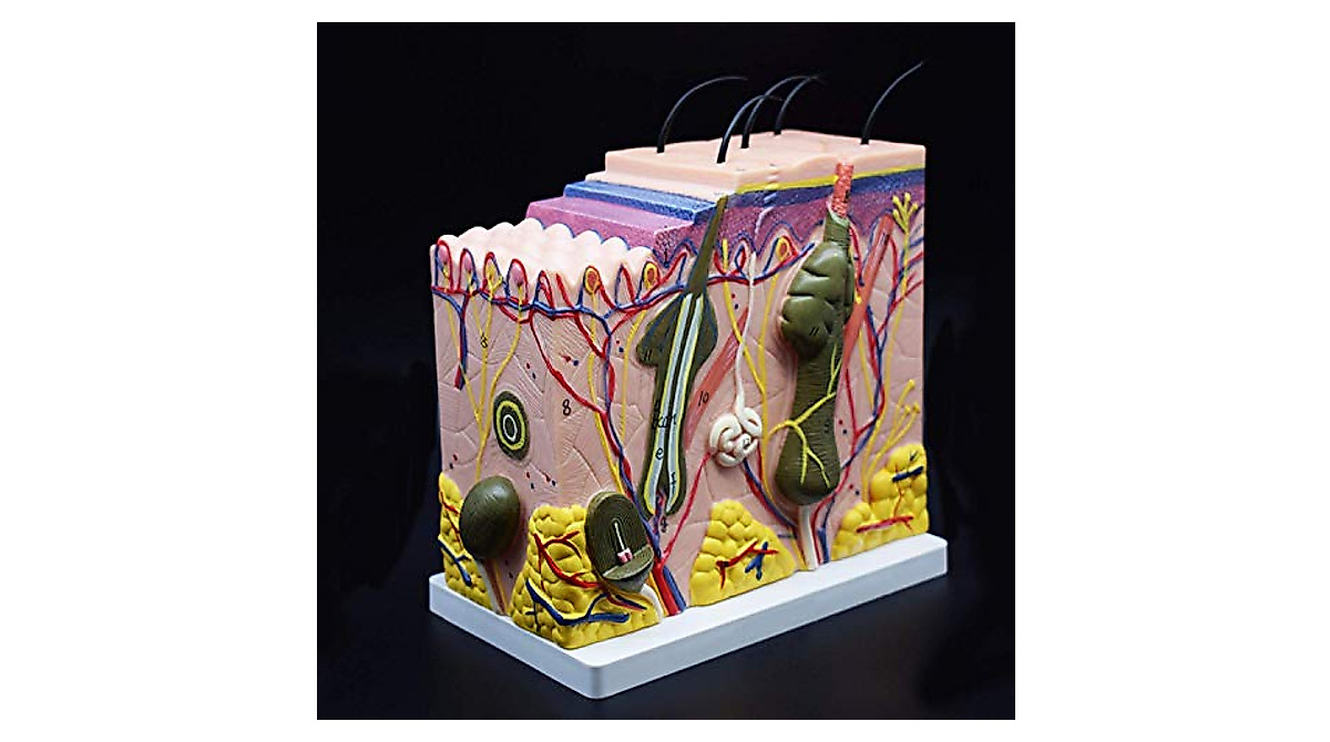 50X Enlarged Skin Model for Anatomy Study