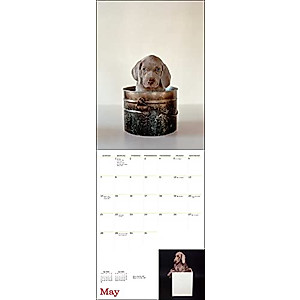 William Wegman Big and Little 2023 Wall Calendar