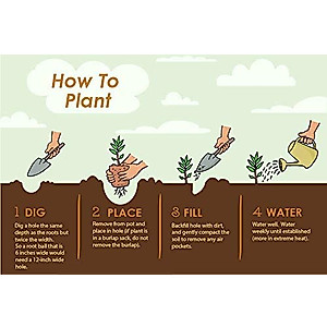 Brighter Blooms - Dwarf Red Delicious Apple Tree, 5-6 Ft. - A Supermarket Favorite, Grown at Home - No Shipping to AZ, ID, OR, or CA