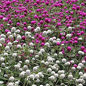 Outsidepride Globe Amaranth Gomphrena Globosa Garden Cut Flower Seed Mix - 1000 Seeds