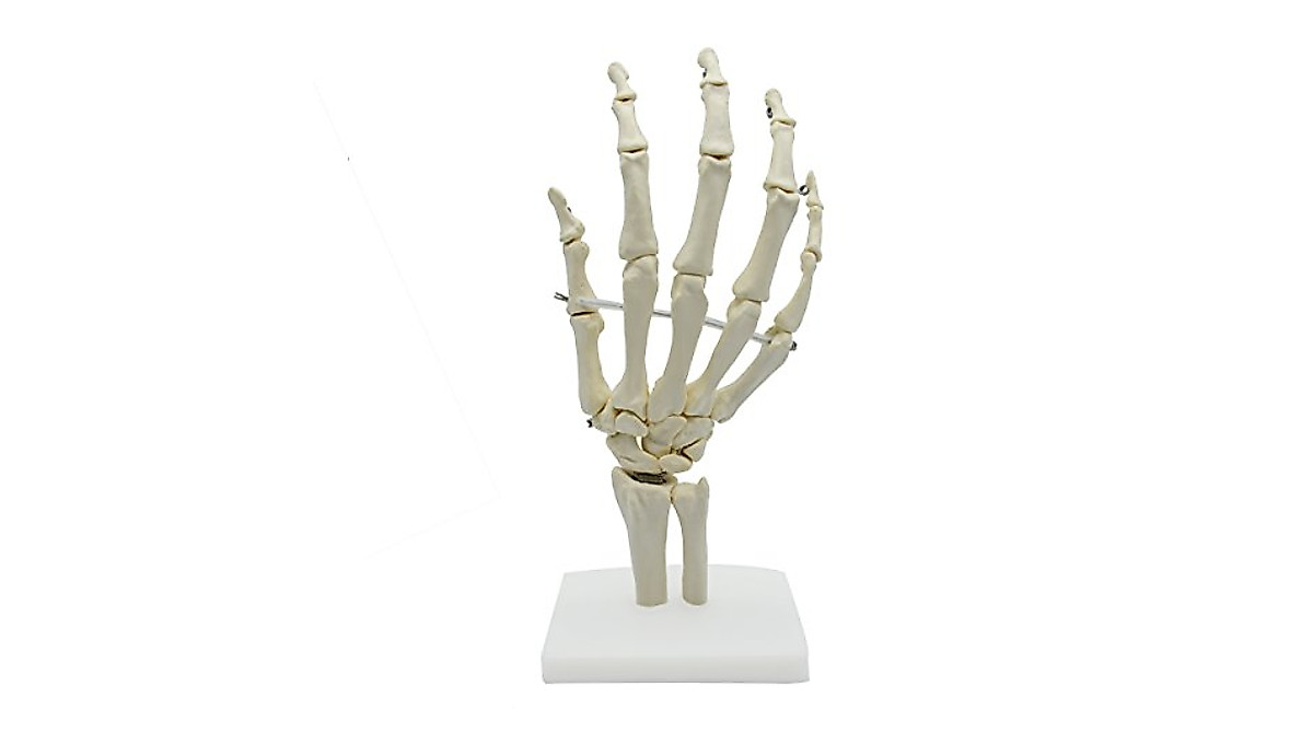 MAYMII Life-Size PVC Hand Skeleton Model for Anatomy