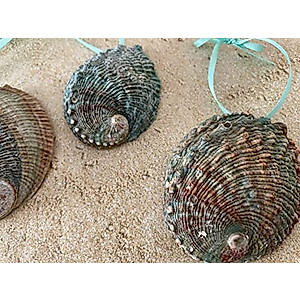 Tropical Small Abalone Seashell Christmas Tree Ornaments, Set of 3, Nautical and Beach Holiday Decor