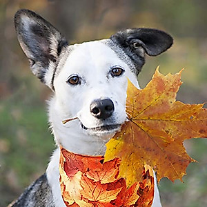 Fall Dog Cat Bandana, Thanksgiving Harvest Pumpkin and Maple Pattern for Large Medium Small Puppies Pets