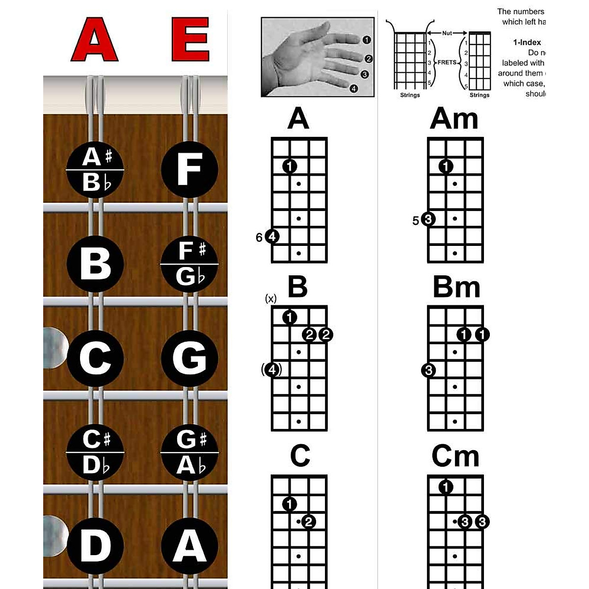 Laminated Mandolin Fretboard Notes & Easy Beginner Chord Chart 11"x17" Instructional Poster by A New Song Music