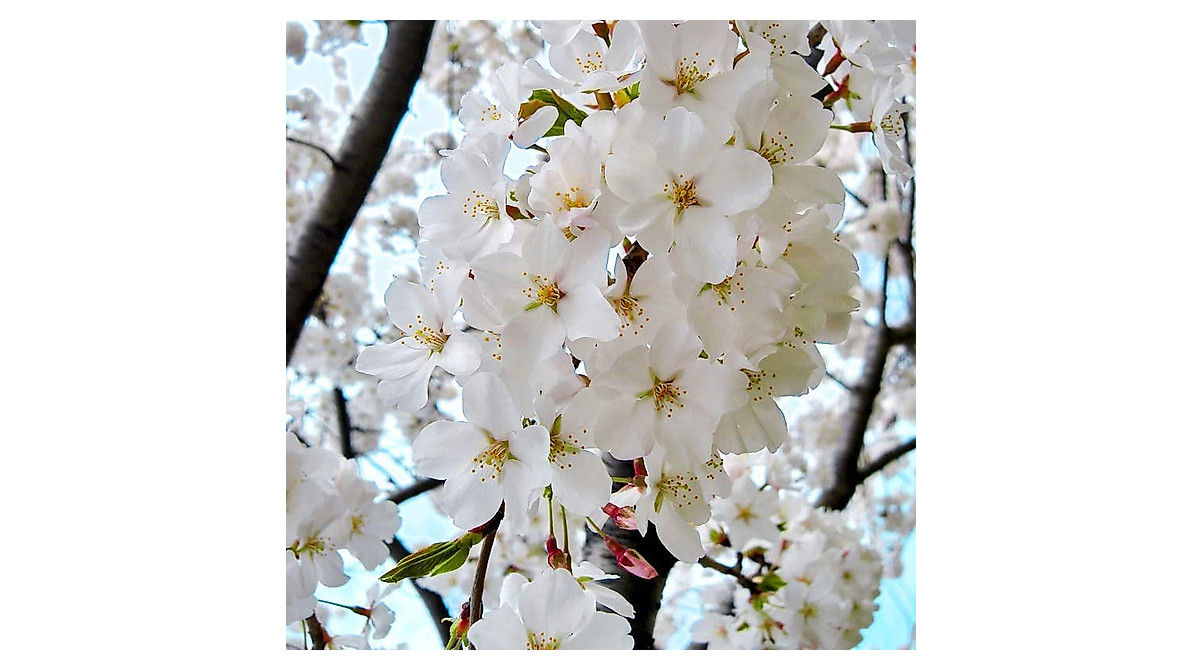 Yoshino Cherry Blossom Tree - Fast-Growing Japanese Cherry for Gardens