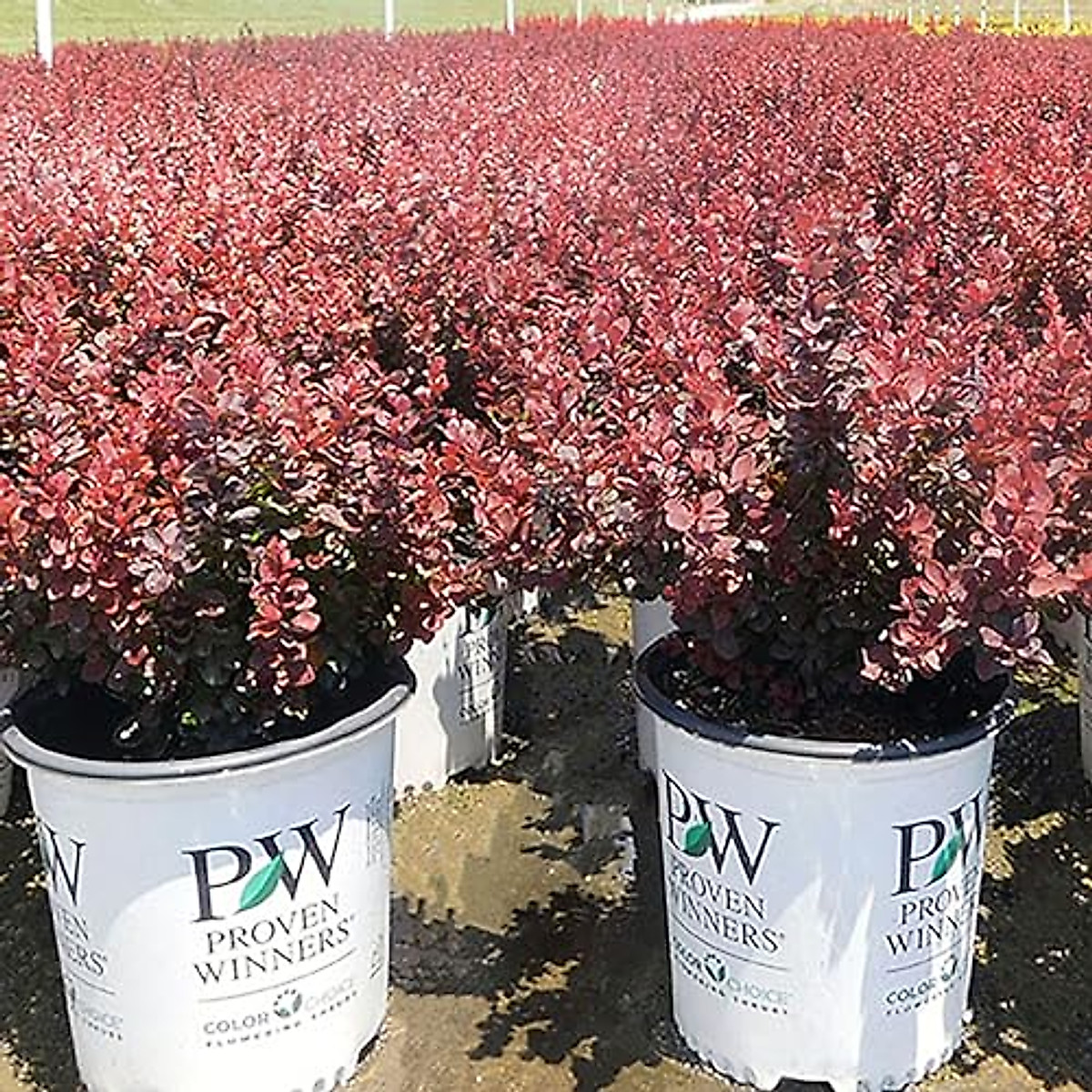 Proven Winner Sunjoy Mini Maroon Barberry, 2 Gal