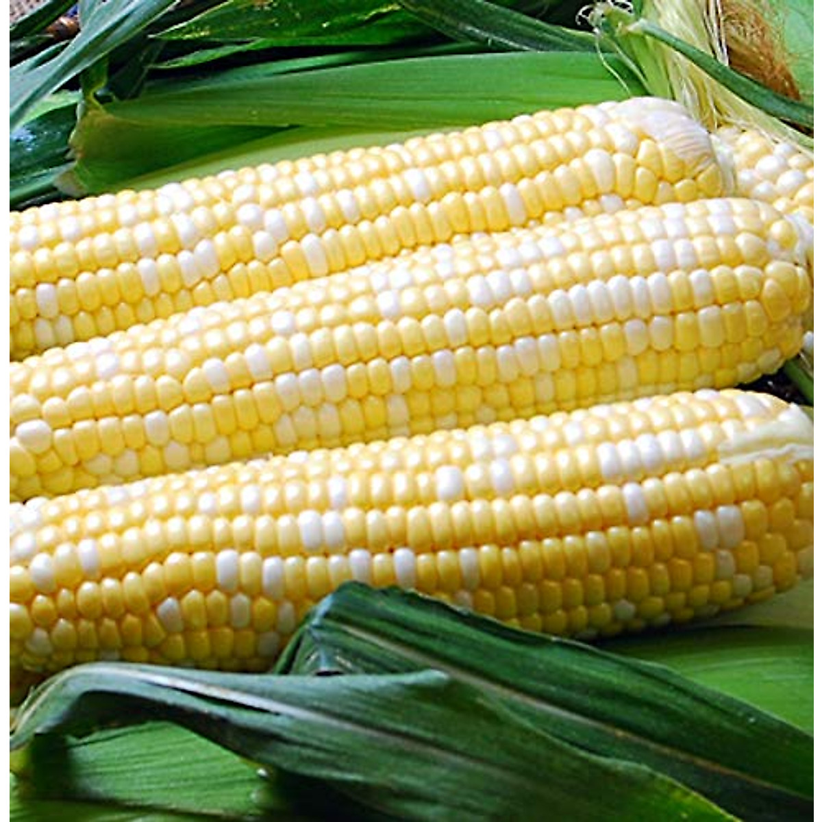 PAPAW'S GARDEN SUPPLY LLC. Helping The Next Generation Grow! Ambrosia Sweet Corn Treated Seeds, Non-GMO, 1 Pack of 400 Vegetable Seeds