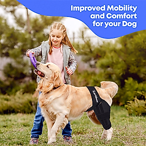 petbloom Dog Knee Brace for Torn ACL, Hip Dysplasia, Arthritis Pain Relief, Osteoarthritis, and Ligament Injuries, Adjustable Neoprene Support for Front or Hind Leg, Black (Large)