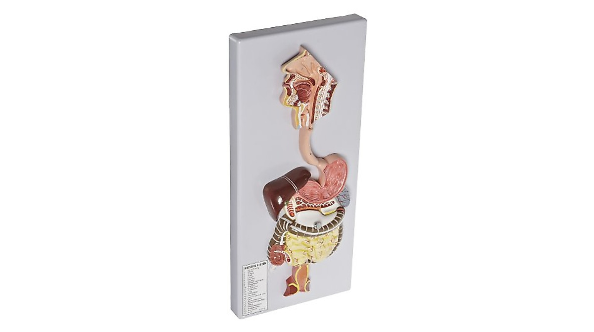 Eisco Labs Human Digestive System Model - Hand Painted