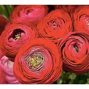 Mixed Peony Ranunculus -12 Largest Size Corms Bulbs