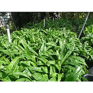 Recao, Culantro, Cilantro ancho, Mexican Coriander (Eryngium foetidum) 200++ Qty Seeds Pack