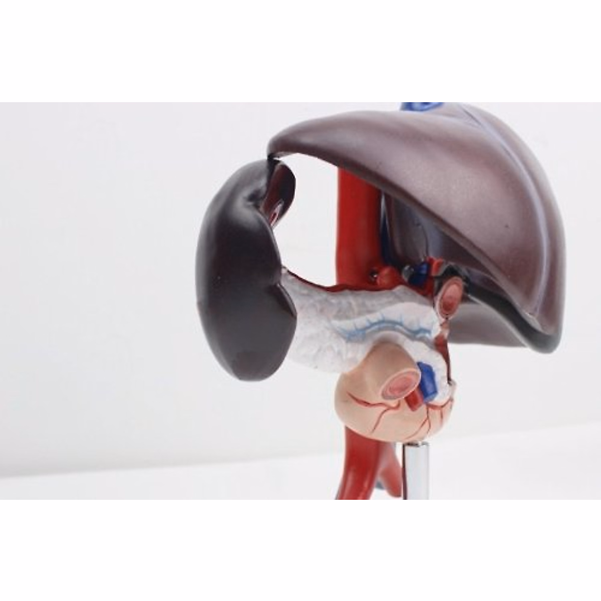 Human Life Size Liver, Pancreas and Duodenum Simulation Model Medical Anatomy Type:YR-H-XC-311