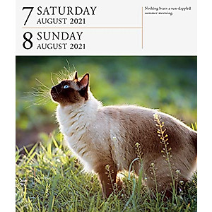 Cat Page-A-Day Gallery Calendar 2021