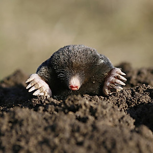 EPIC REPELLENTS Mole Scram All Natural Granular Repellent - All-Natural, Animal, People and Pet Safe Granule from (4.5 lb Bag)