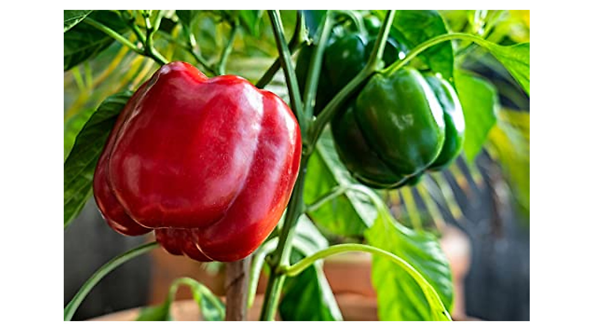 Yolo Wonder L Red Bell Pepper Seeds - Heirloom & Non-GMO for Home Gardens