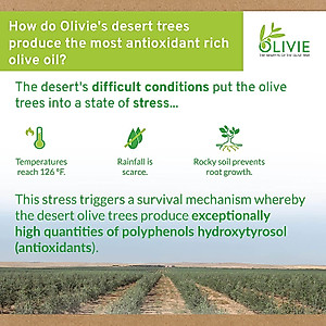 Organic High Polyphenol Rich Extra Virgin Olive Oil OLIVIE PLUS 30X | Moroccan Desert Olive Oil | EVOO | MD Recommended | Organic, Kosher | 250 ml Glass Bottle