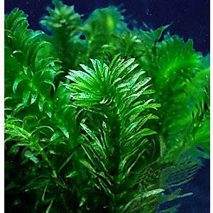 Pond Oxygenating Elodea Anacharis Bunch Plants - Imported and USDA Approved