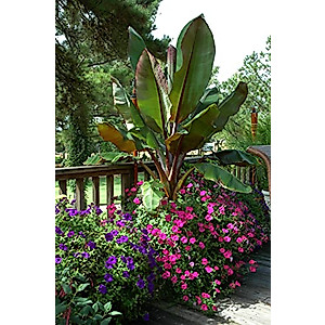 Red Abyssinian Banana Tree - 10 Live Starter Plants - Ensete Maurelii - Fruit Tree for The Patio and Garden