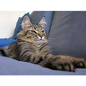 PET SUPPLEMENTS cat Eye Vitamins - Cats Eye Health Complex - Advanced Formula for Eye Sight - Immune Boost - cat astaxanthin - 1 Bottle (60 Tablets)