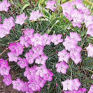 Cheddar Pink Seeds Fragrant Evergreen Showy Perennial Deer Resistant Drought Tolerant Attracts Butterflies Edging Ground Covers Rock Garden Outdoor 100Pcs by YEGAOL Garden
