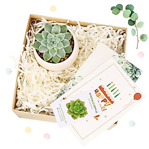 Happy Birthday Gift Box (1 Airplant, 1 Succulent) - Unique Birthday Gifts for Mom, Sister, Daughter, Her, Coworker, Wife, Girlfriend, Plant Lovers