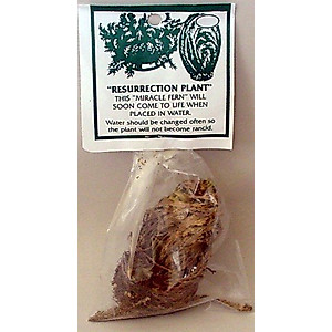 Rose of Jericho Resurrection Fern - Polypodium - Dinosaur Fern/Miracle Air Fern