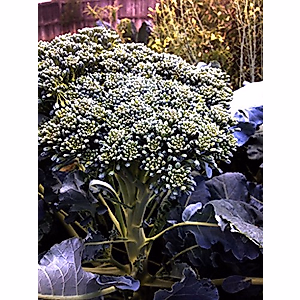 Broccoli Seeds - Di Cicco - Italian Heirloom - Liliana's Garden