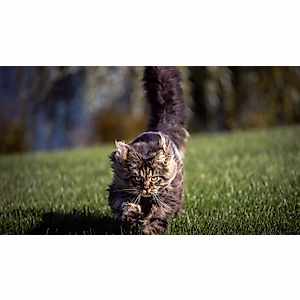 PETS HEALTH SOLUTION cat Hip and Joint Supplements - Hip and Joint for Cats - Premium Formula - Treats - glucosamine chondroitin cat Treats - 240 Chews (2 Bottle)