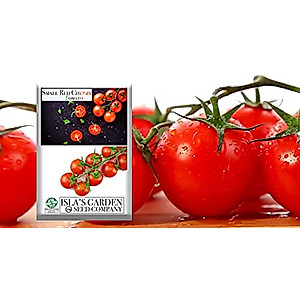 Small Red Cherry Tomato Seeds, 500 Heirloom Seeds Per Packet, (Isla's Garden Seeds), Non GMO Seeds, Botanical Name: Solanum lycopersicum