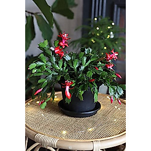 The HC Companies 15.5 Inch Round Classic Planter - Plastic Plant Pot for Indoor Outdoor Plants Flowers Herbs, Seafoam