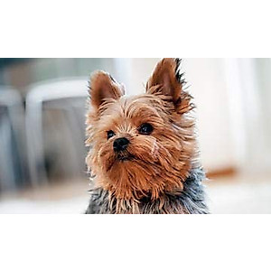 authority skin and coat dog food - DOG OMEGA 3 ESSENTIAL FATTY ACIDS - ADVANCED FORMULA - HAIR AND COAT HEALTH - NATURAL - dog skin and coat care - 2 Bottles (360 Softgels)