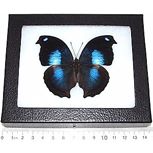 BicBugs Napeocles jucunda Real Framed Butterfly Blue Dove Peru