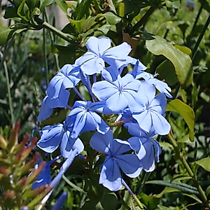 CHUXAY GARDEN Plumbago Auriculata Seed,Cape Leadwort,Cape Plumbago, Leaderwort 10 Seeds Lovely Blue Flowering Plant Grows in Garden and Pots Easy Care