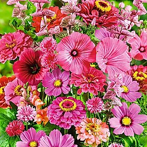 David's Garden Seeds Wildflower Pink Perfection 200 Non-GMO, Heirloom Seeds