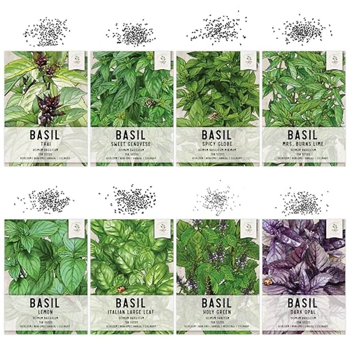 Seed Needs, Culinary Basil Herb Seed Packet Collection (8 Individual Basil Seed Varieties for Planting) Non-GMO & Untreated