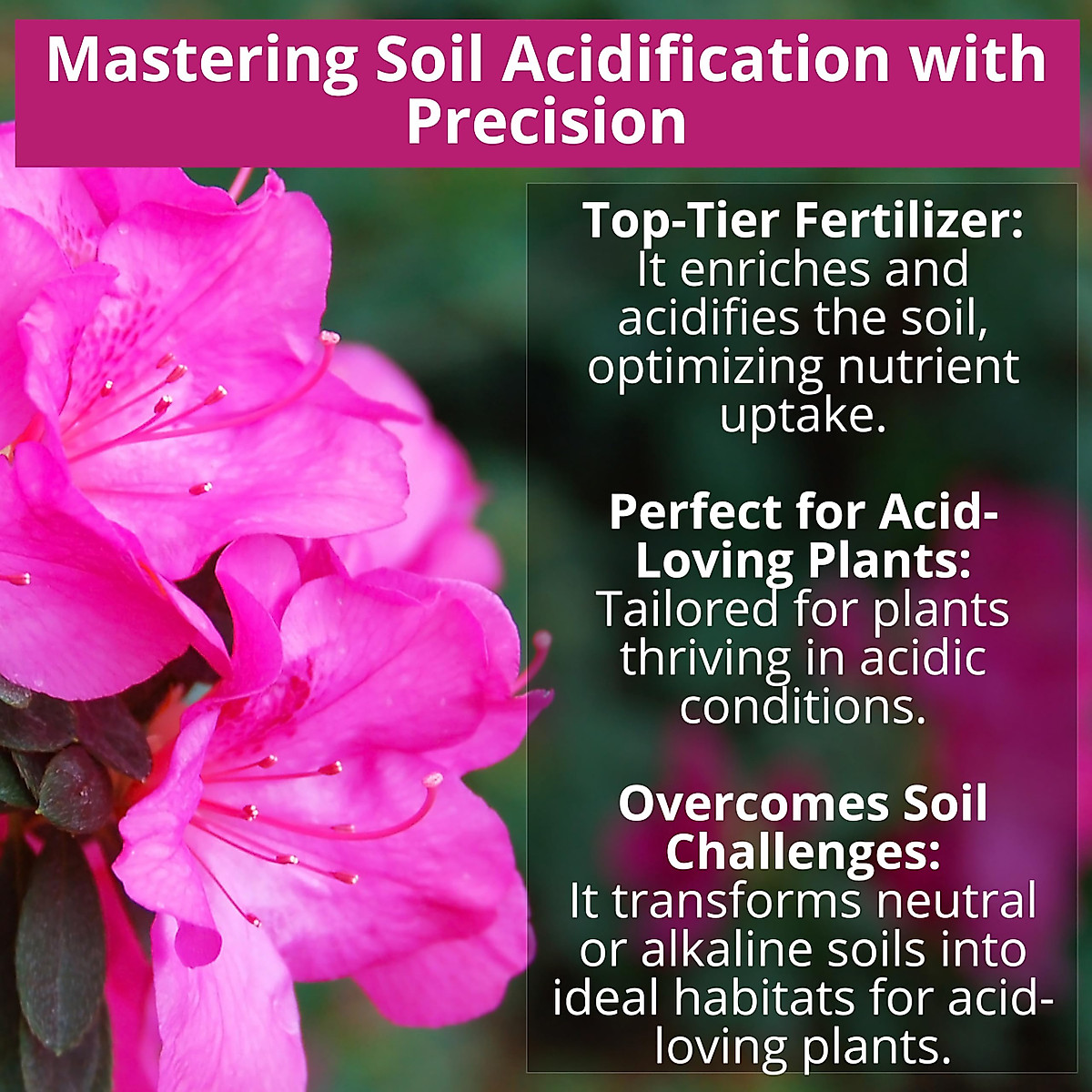 GARDENWISE 8-4-8 Acidic Fertilizer for Azaleas, Camellias (Camelia), Hydrangeas, Blueberries, Gardenias, Magnolia Trees, Evergreens, and Rhododendrons - Ideal Iron-Rich Plant Food (12 OZ)