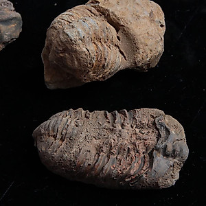 Acxico 1Pcs Flexicalymene Moroccan Trilobites Fossil 4-5.5cm- Morocco