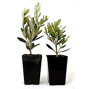 9GreenBox - Olive Tree - Tree of Peace - Olea europaea - 2 Pack