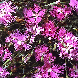 Outsidepride 5000 Seeds Perennial Dianthus Superbus Rose Superb Pink Flower Seeds for Planting