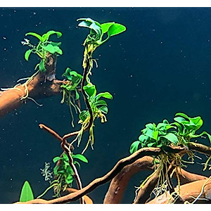 Greenpro Anubias Nana Potted Live Aquarium Plant Easy 100% Snail Free Guanteed