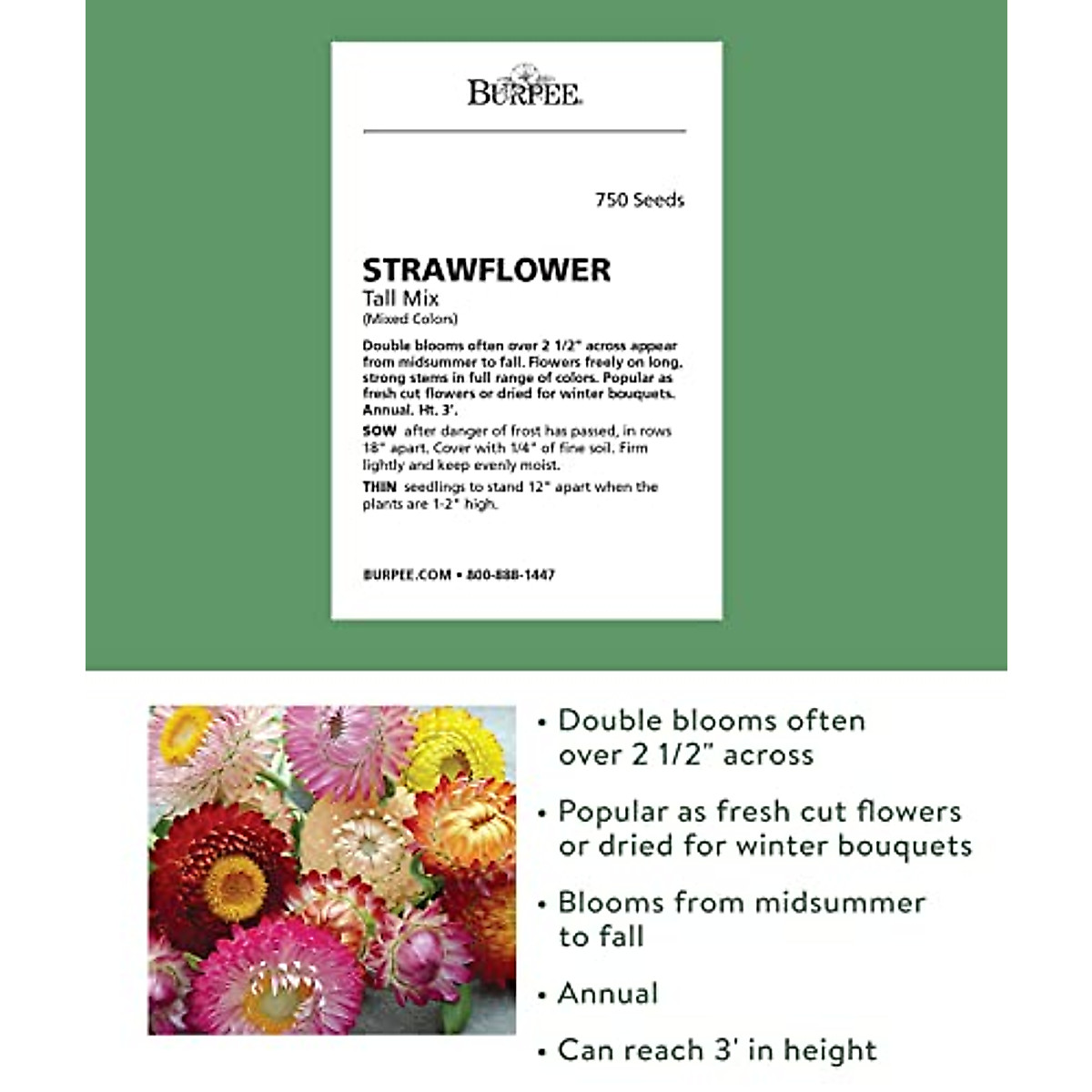 Burpee Tall Mixed Colors Strawflower Seeds 750 seeds