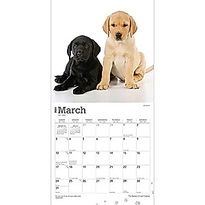 The Beauty of Labrador Retriever Puppies | 2024 12 x 24 Inch Monthly Square Wall Calendar | Sticker Sheet | StarGifts | Animals Dog Breeds Lab