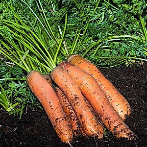 3000 Scarlet Nantes Carrot Seeds for Planting Organic Heirloom Non-GMO 5+ Grams Garden Vegetable Bulk Survival
