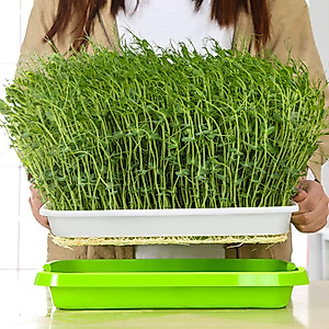 SUNPRO 2-Pack Seed Sprouter Tray BPA Free PP Soil-Free Big Capacity Healthy Wheatgrass Grower Sprouting Container Kit with Lid (2, Green)