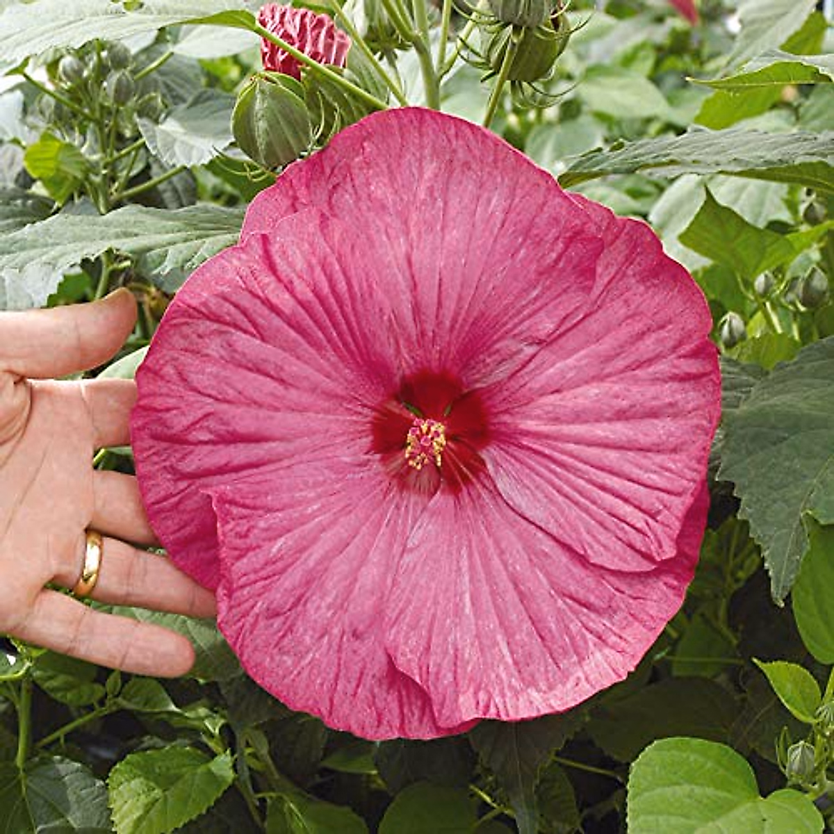 Outsidepride Hibiscus Luna Rose Garden Flower Seed & Foliage Container Plants - 20 Seeds