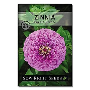Sow Right Seeds Purple Prince Zinnia Seeds - Full Instructions for Planting, Beautiful to Plant in Your Flower Garden; Non-GMO Heirloom Seeds; Wonderful Gardening Gifts (1)
