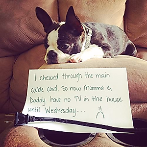 sleek socket Ultra-Thin Pet Proofing Outlet Cover with 3 Outlet Power Strip and Protective Cord Cover Kit, 8-Foot, Universal Size