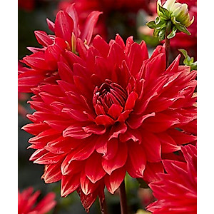 Votaniki Garden Wonder Dahlia Bulbs - Stunning Dahlia Blooms, Large Flowering Dahlia Bulbs | Perennial Flower, Prefect for Cut, Easy to Grow, Attracts pollinators (1 Pack)