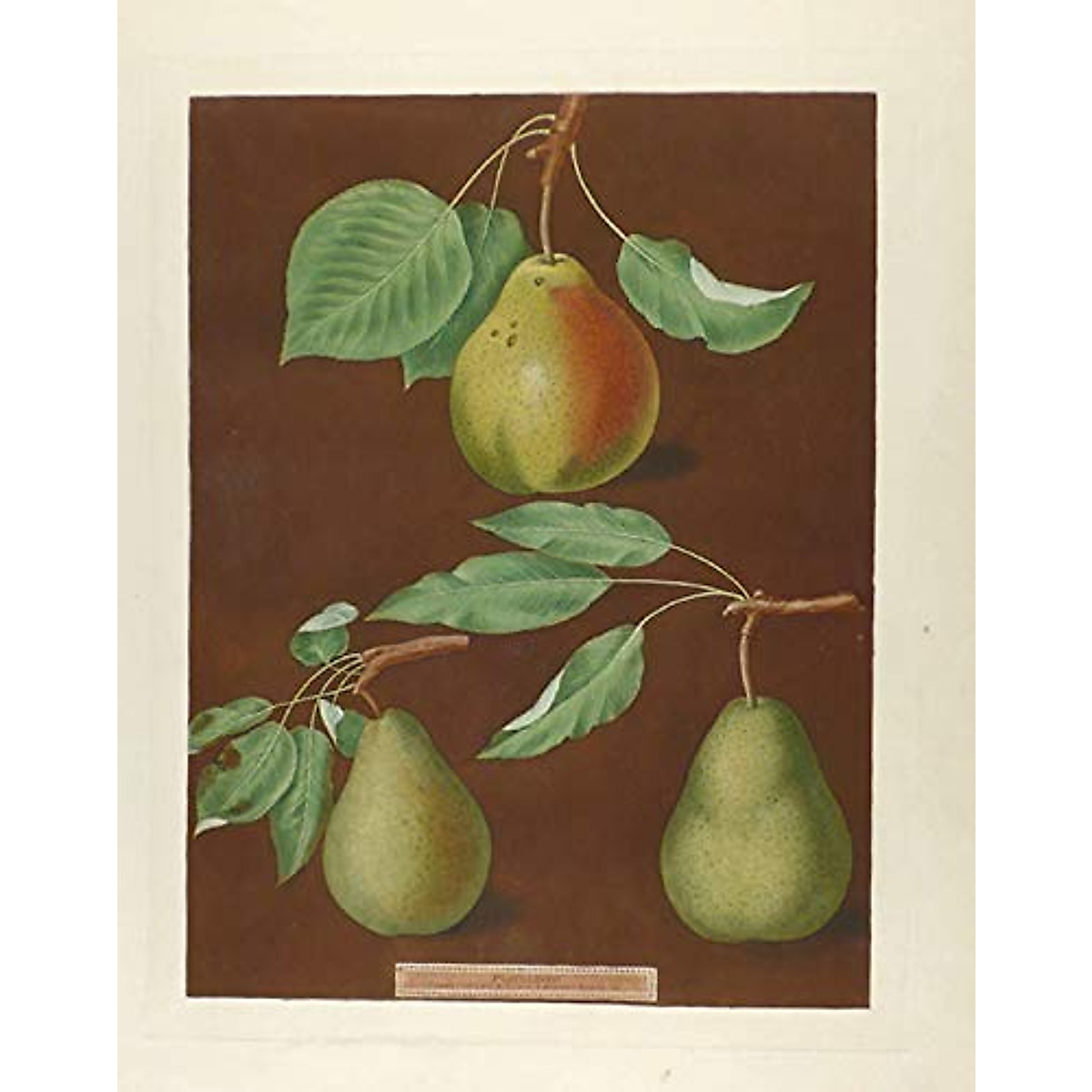 [Pears] Cadillac; Paddington Pear; St. Martial Pear