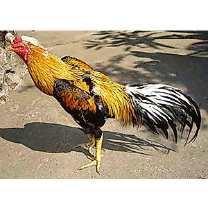 A.D.P. Rooster Booster Protection Fighting Rooster Gamefowl Protective Chicken Supplies Poultry Chickens Mitt Safety, Botas para GALLOS BREEDING, 2 Pairs Blue & Red Fabric Handmade Leg Protect Care